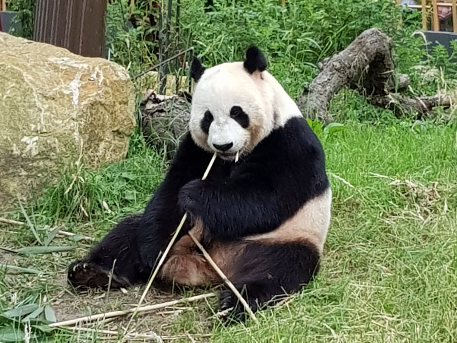 Referentie project Pandasia